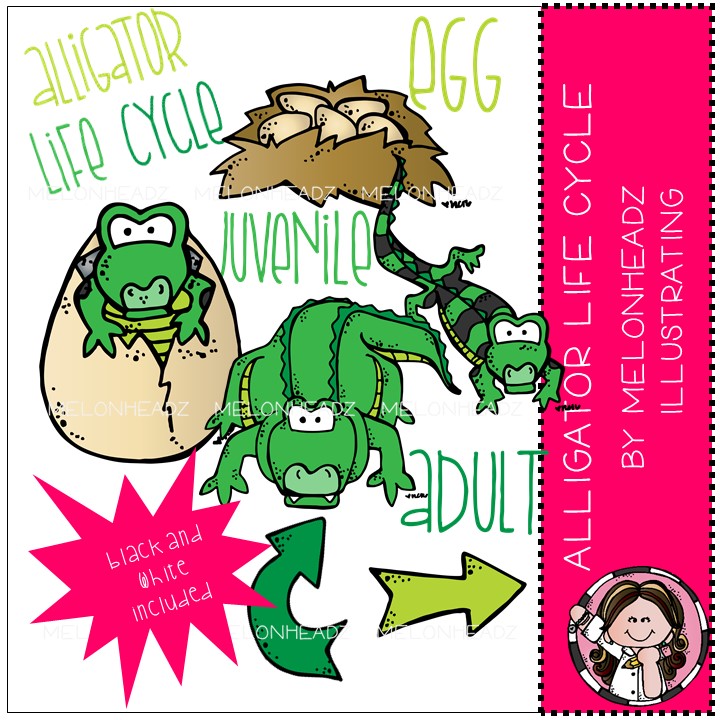 Alligator Life Cycle clip art – Mini | Melonheadz Illustrating