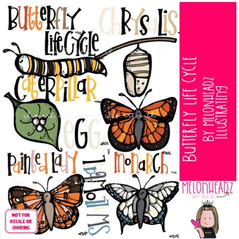 Butterfly life cycle clip art, insect, bug COLORED Version - Melonheadz
