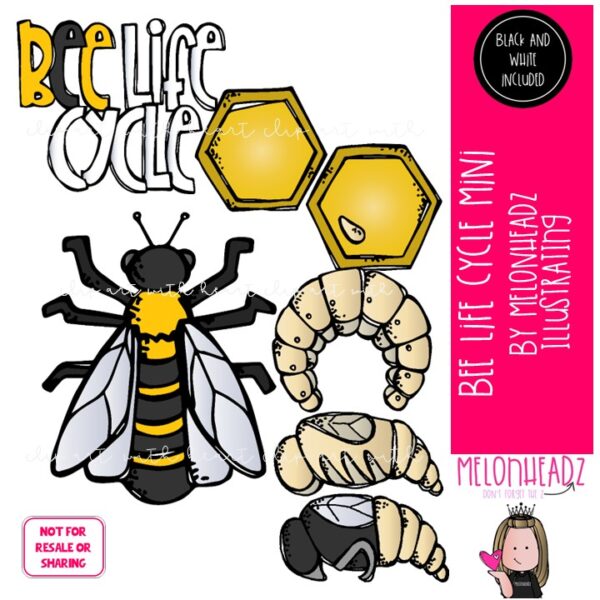 Bee Life Cycle clip art, science, sequence MINI - Melonheadz