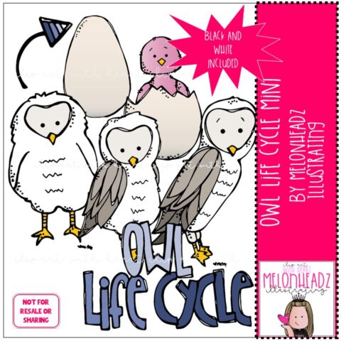 Owl Life Cycle clip art Mini - Melonheadz